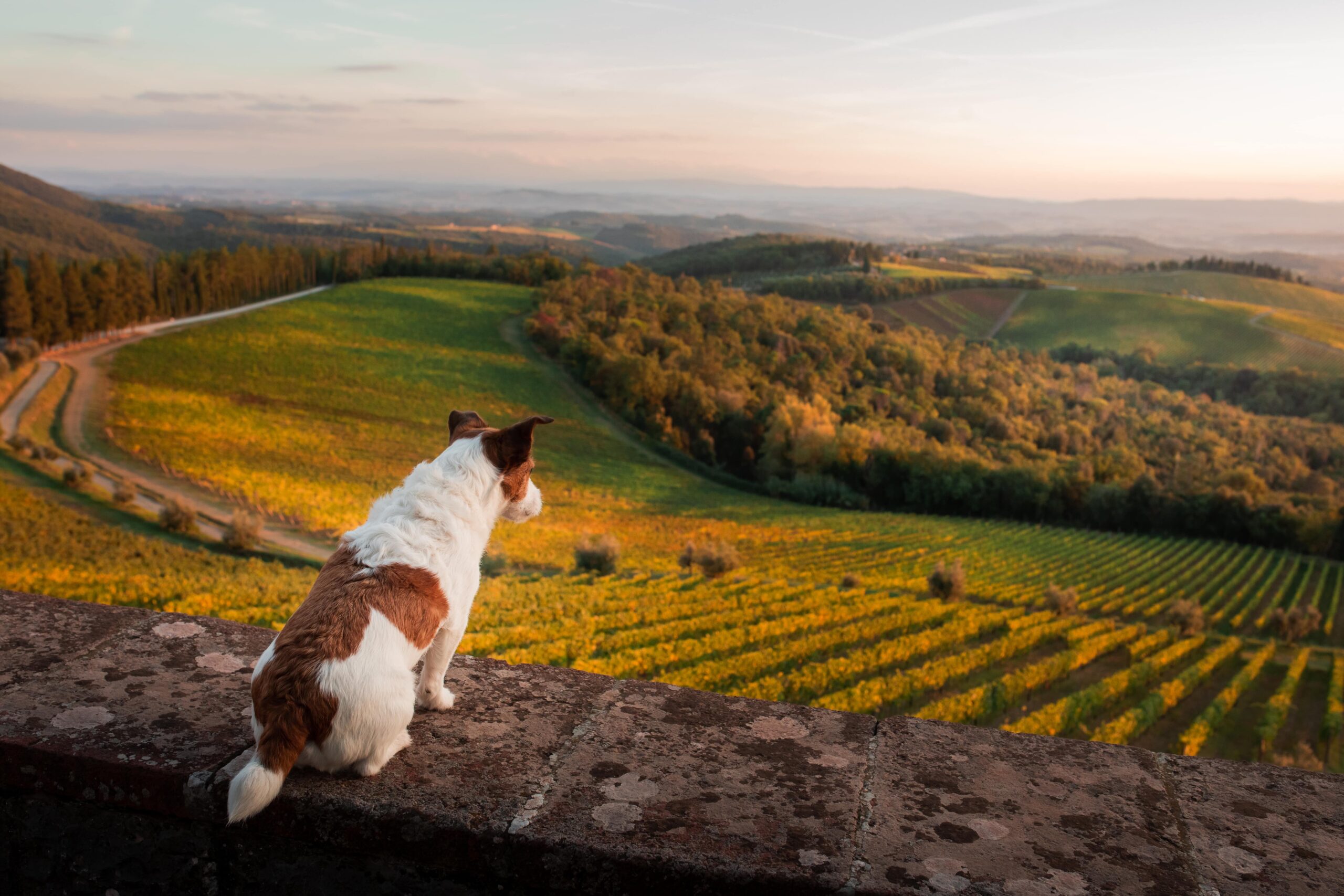 Jetsetting to Europe this Summer? Your Dog Should Pack Too - Inspire Journal
